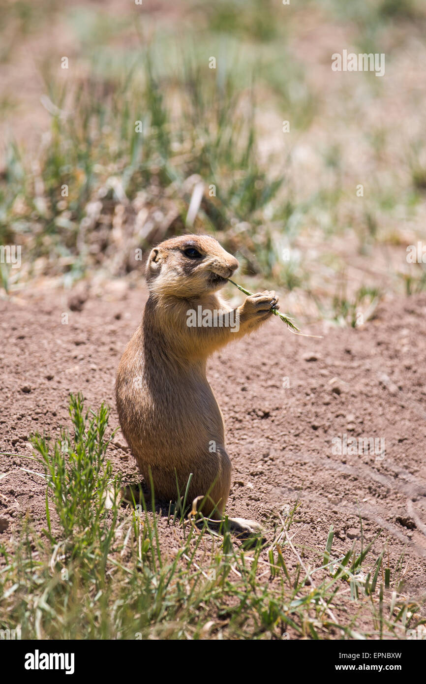 Cynomys parvidens hi-res stock photography and images - Alamy