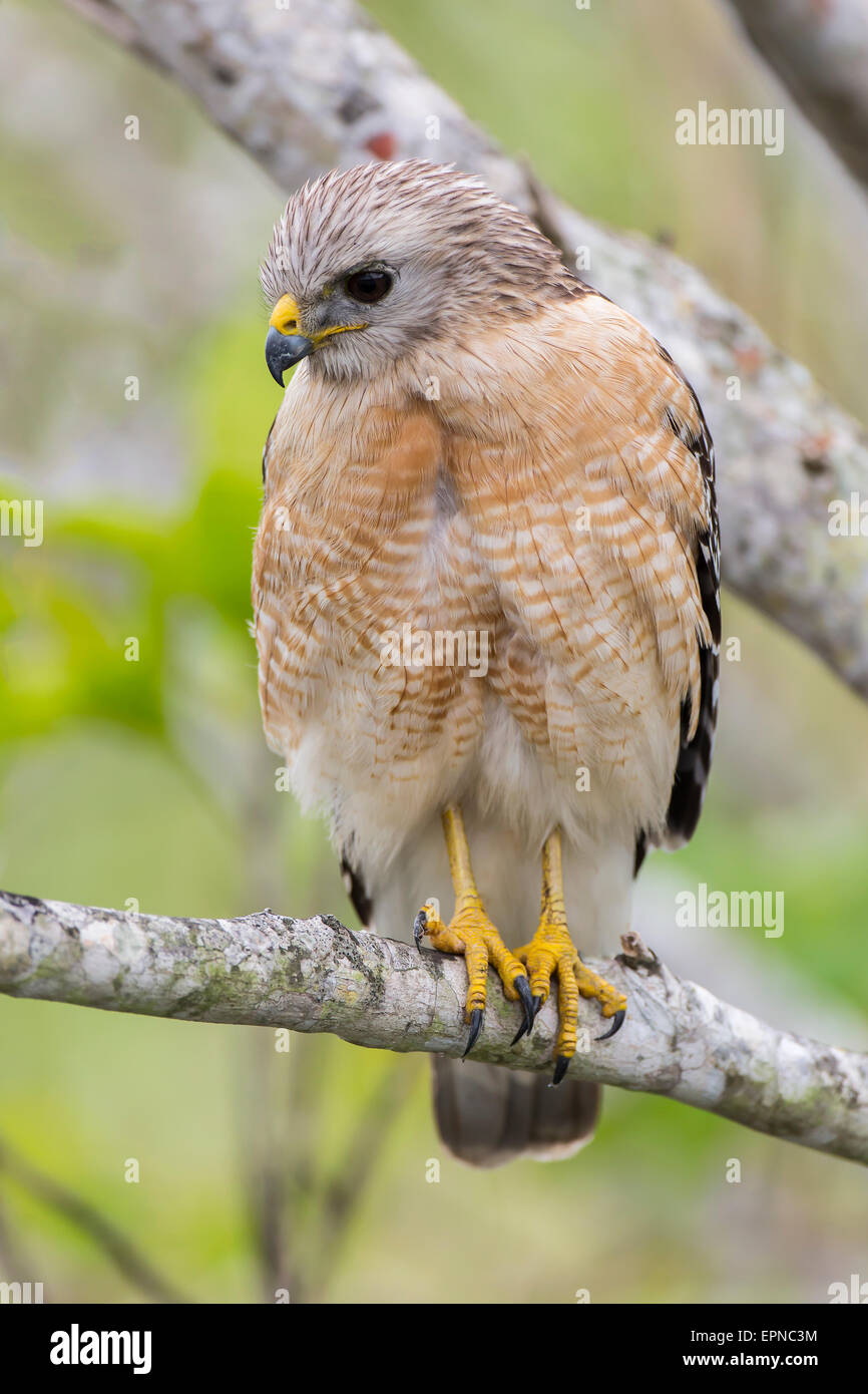 Red-shouldered Hawk (Buteo lineatus), Anhinga Trail, Everglades ...