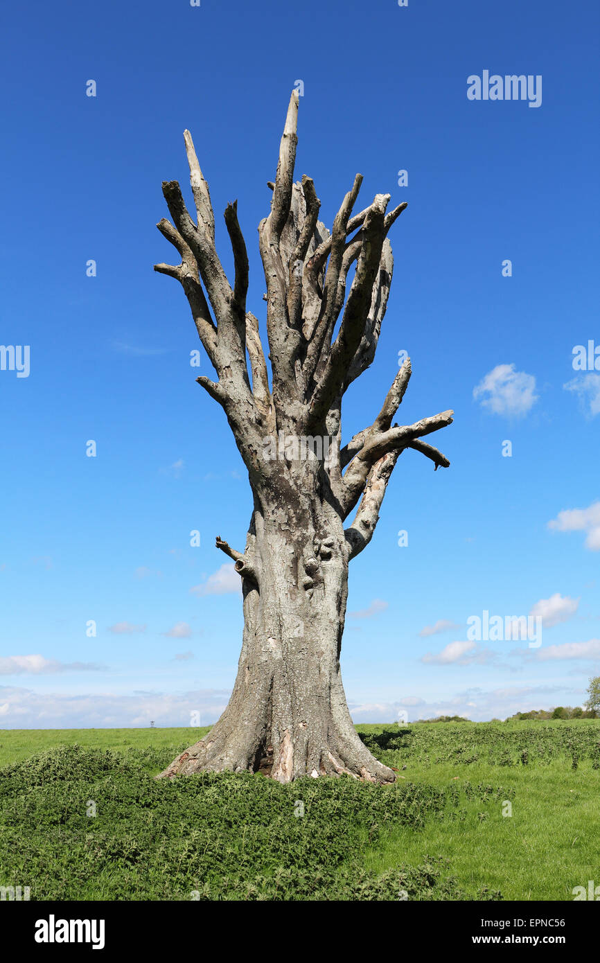 Lone dead tree hi-res stock photography and images - Alamy
