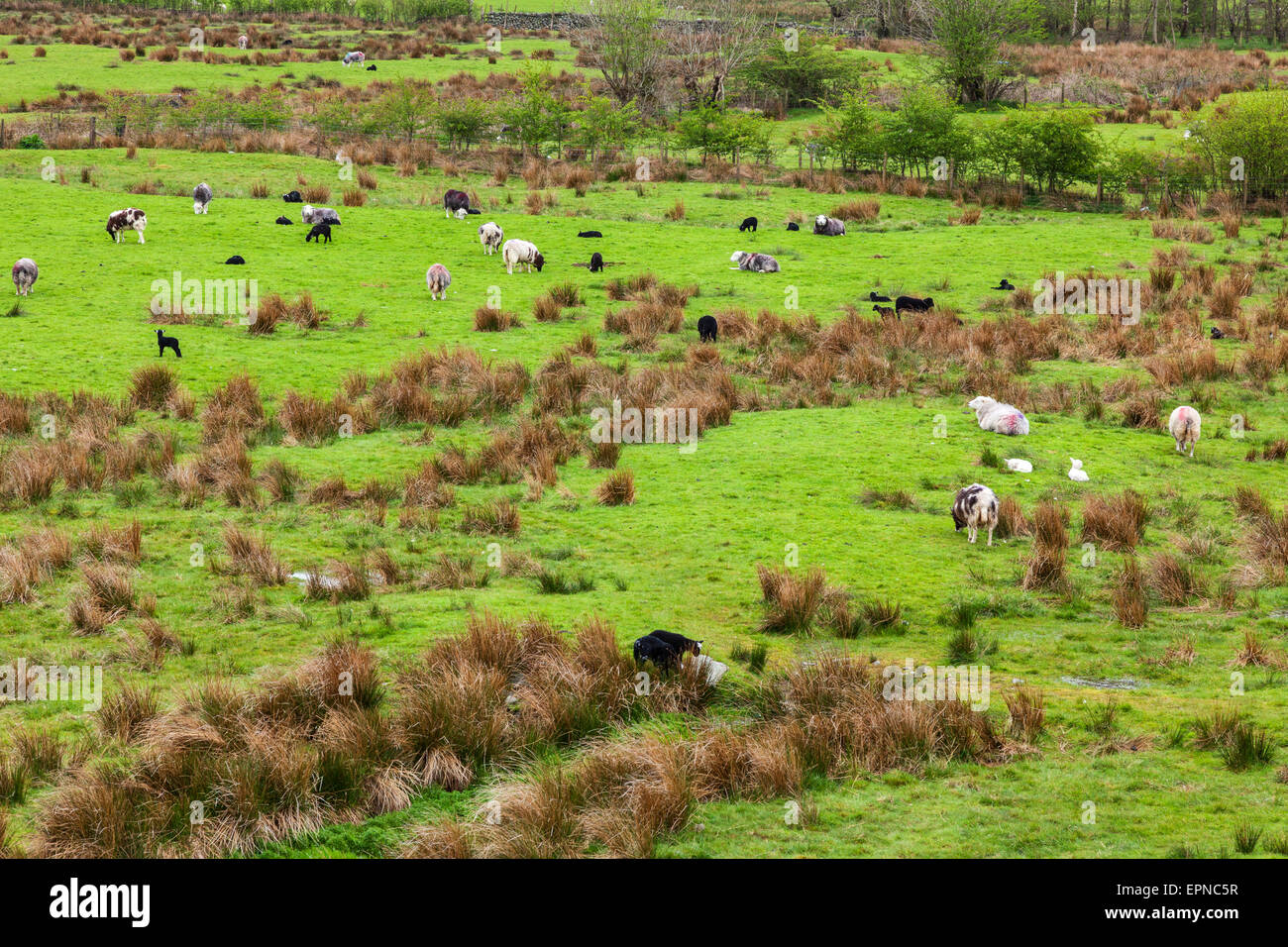 Marshy Sheep Pasture near Seatoller Stock Photo - Alamy