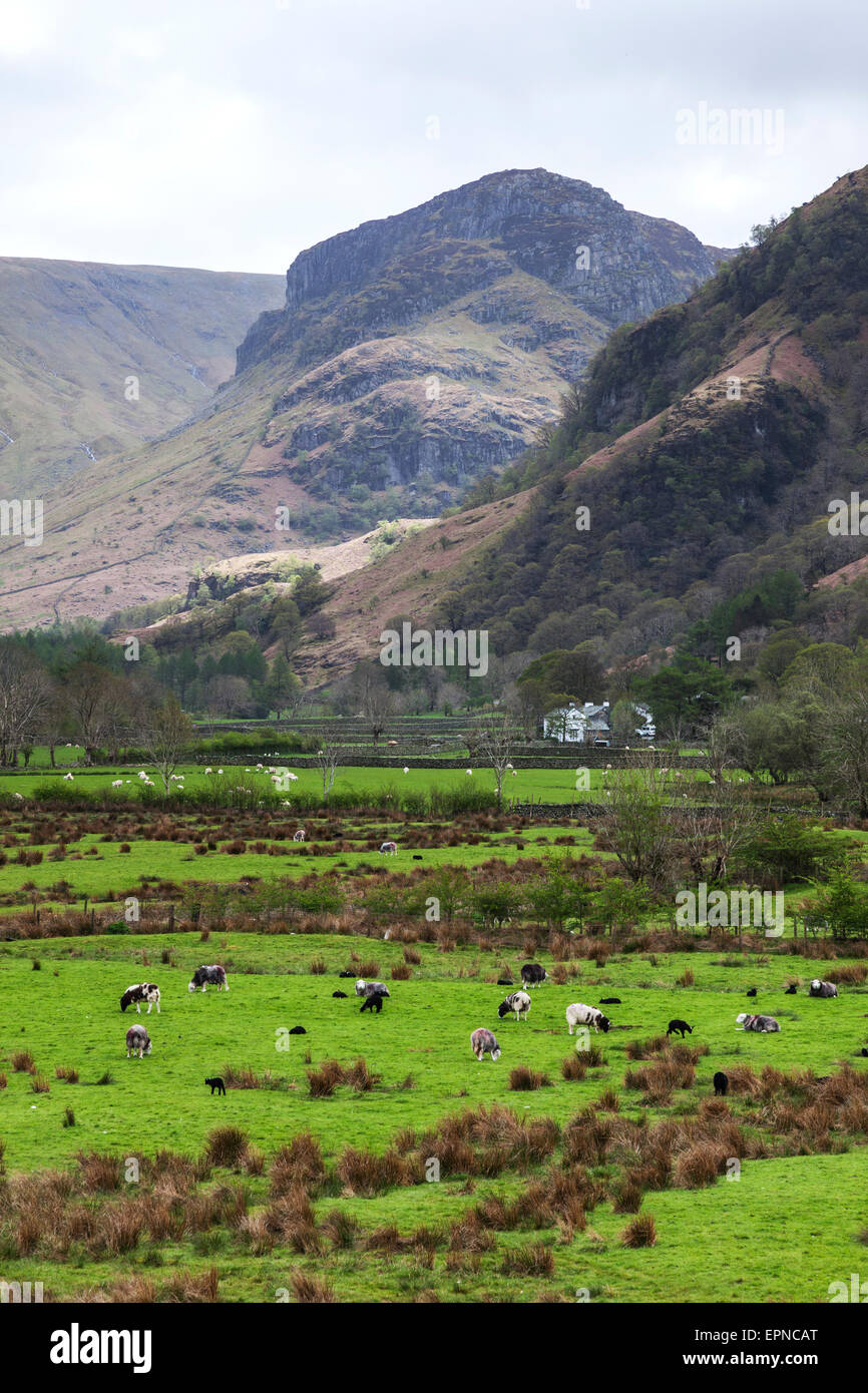 Near Seatoller, Farmland and High Cumbrian Fells Looking South West ...