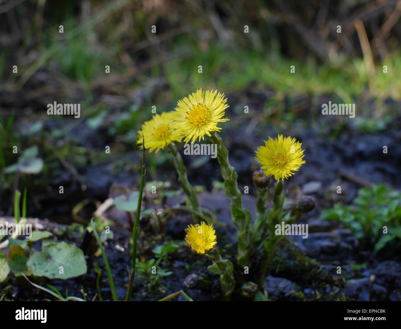 yellow flower coltsfoot, tussilago farfara Stock Photo - Alamy