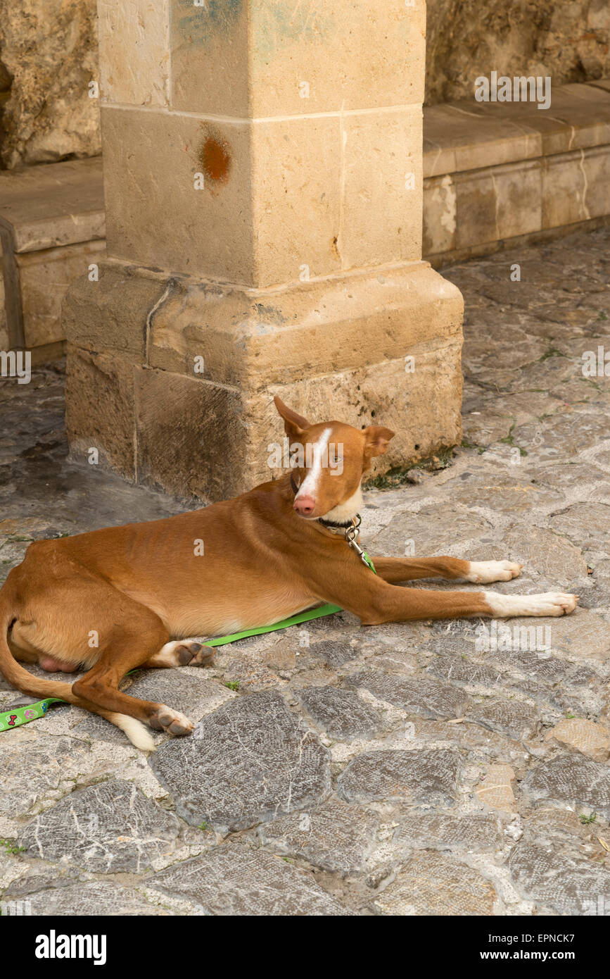 The Ibizan hound (Ca eivissenc Catalan) is a Spanish native dog breed ...