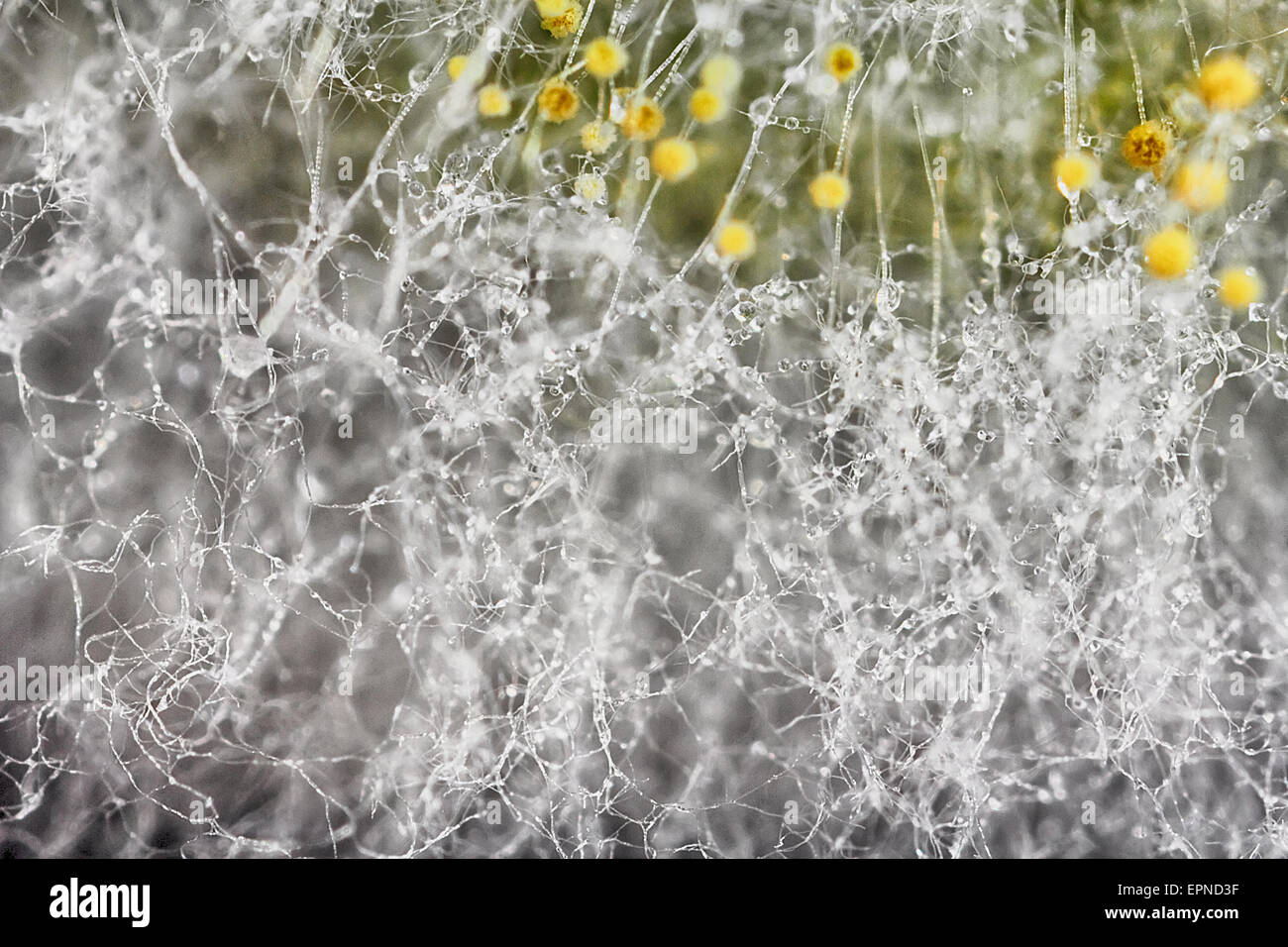 Penicillium bacteria hi-res stock photography and images - Alamy