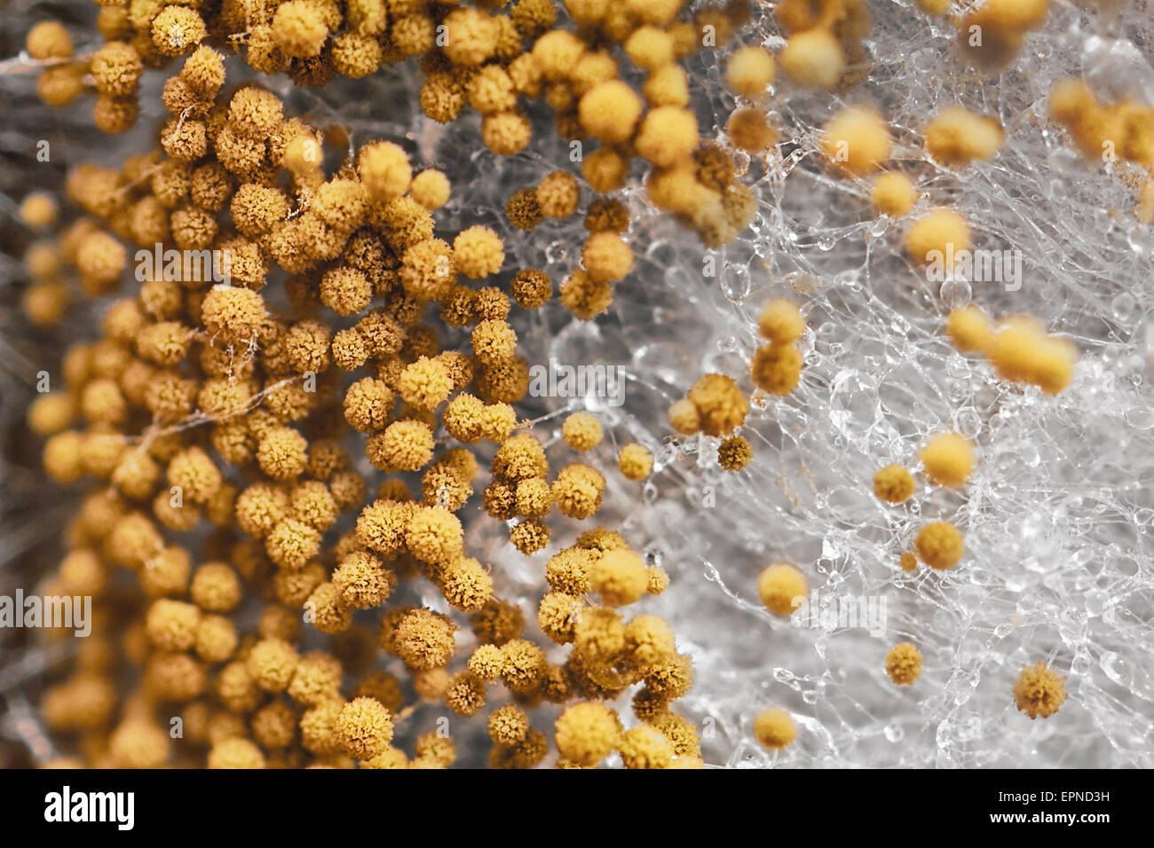Penicillium bacteria hi-res stock photography and images - Alamy