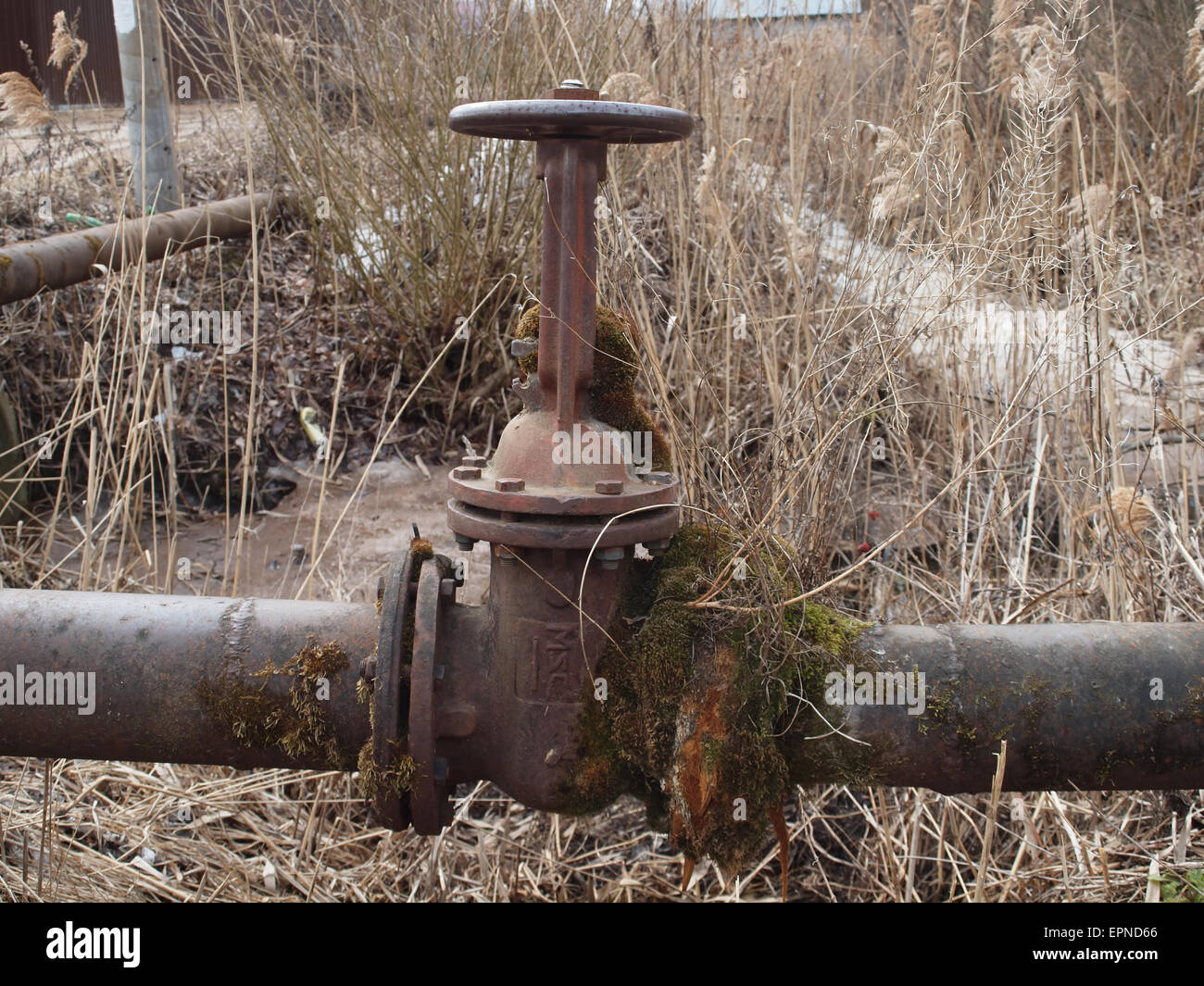 Old faucet overgrown with moss on an old rusty plumbing Stock Photo - Alamy