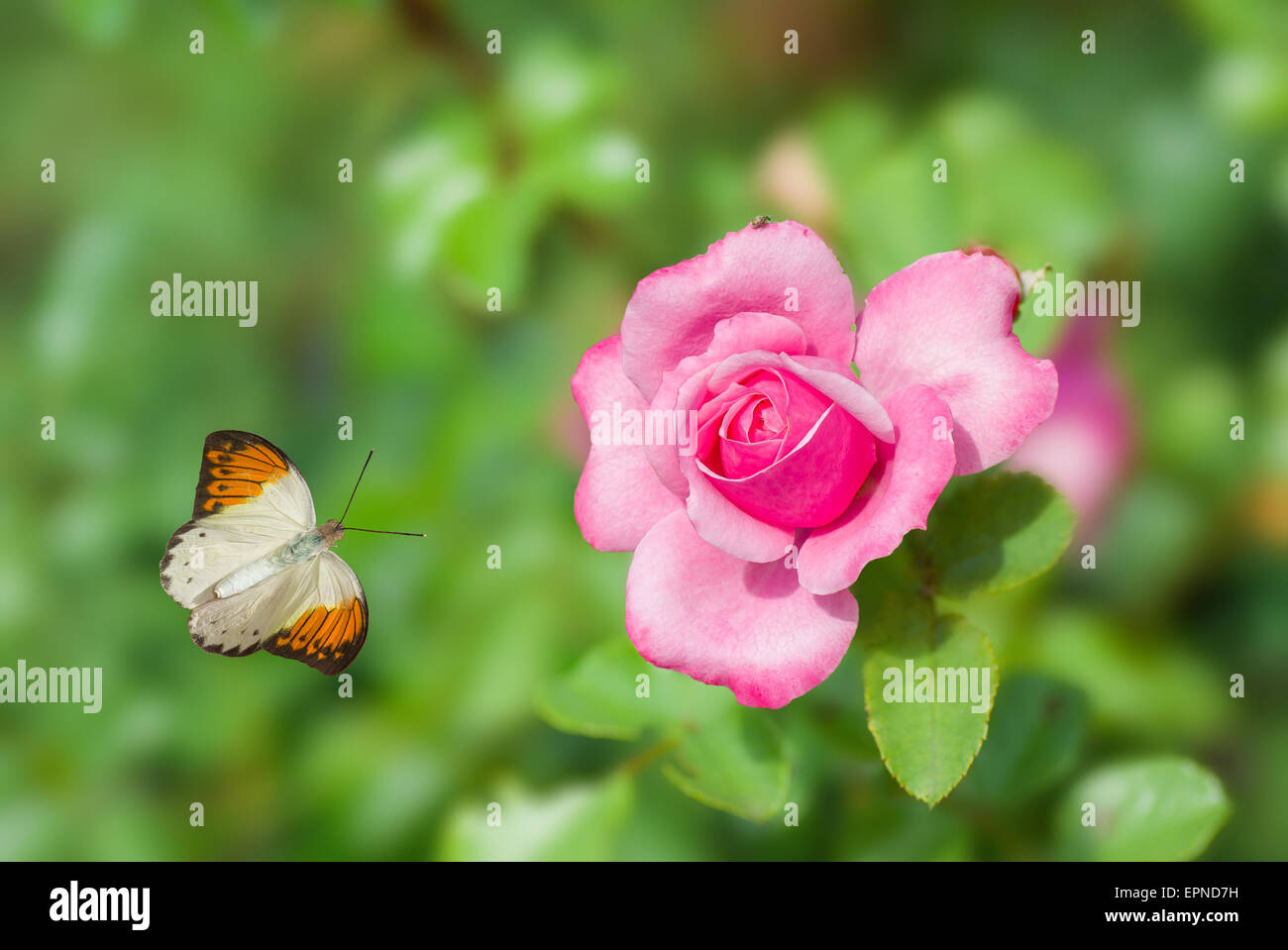 Beautiful butterfly flies over pink rose in search of nectar Stock ...
