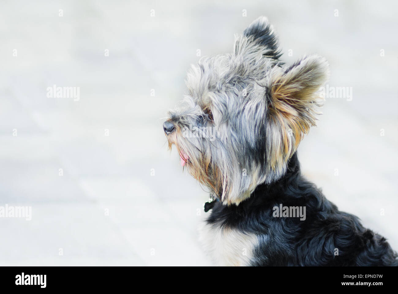Portrait (side-view) of Yorkshirer terrier Stock Photo - Alamy