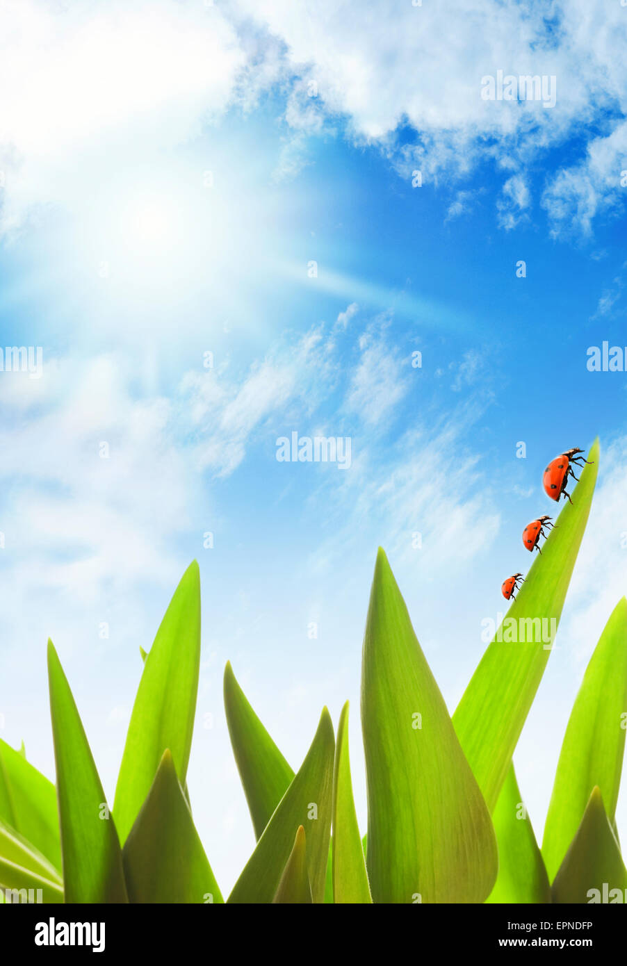 Ladybug's family sitting on a green grass at sunny day Stock Photo - Alamy