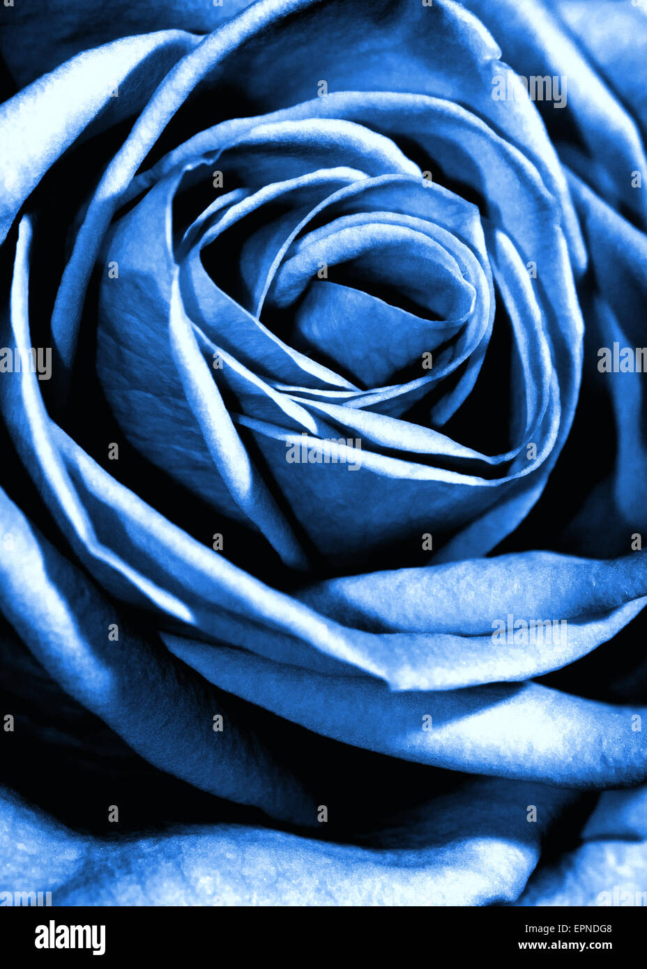 Blue rose close-up shot Stock Photo - Alamy