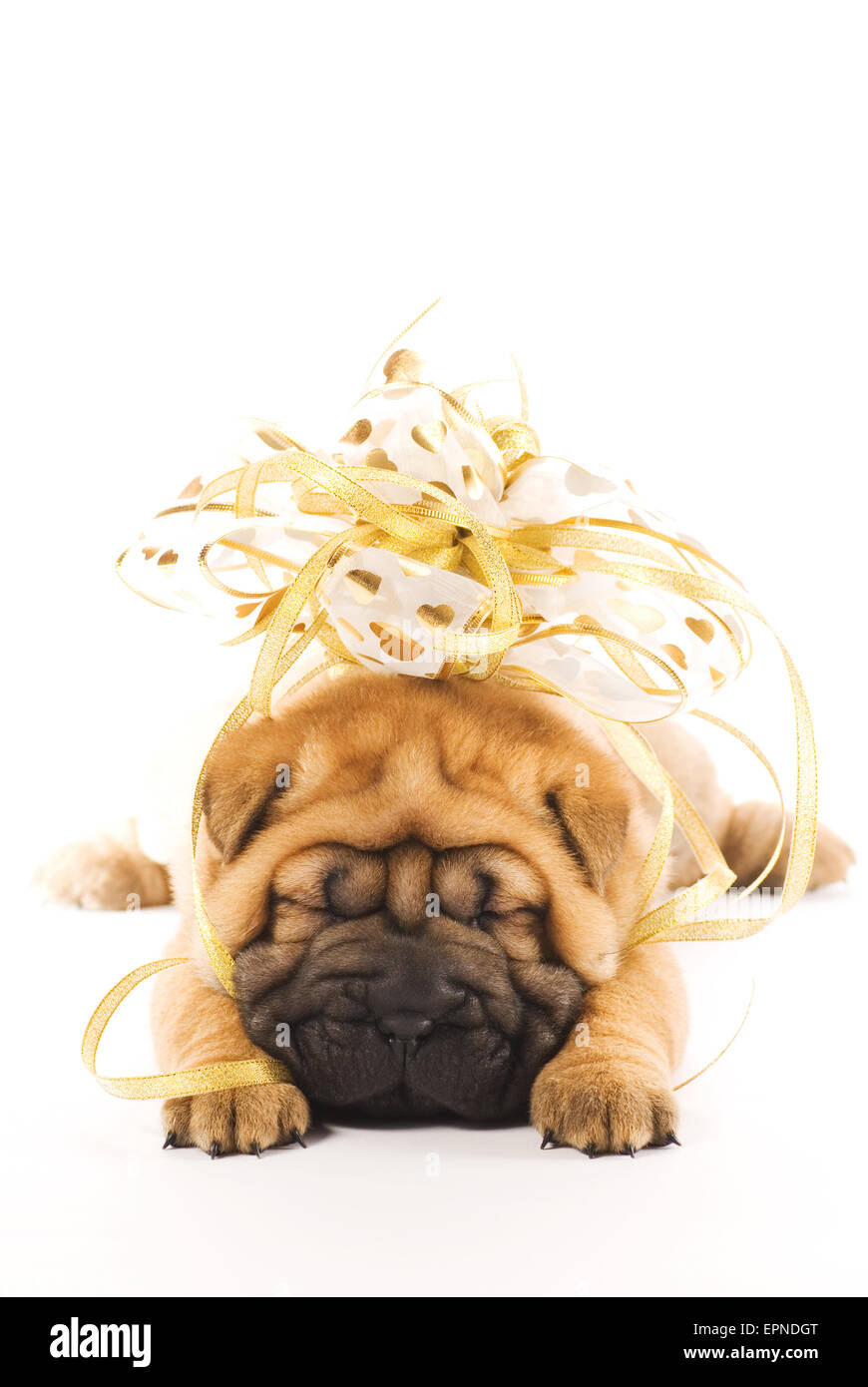 Beautiful sharpei puppie with golden bow isolated on white background ...