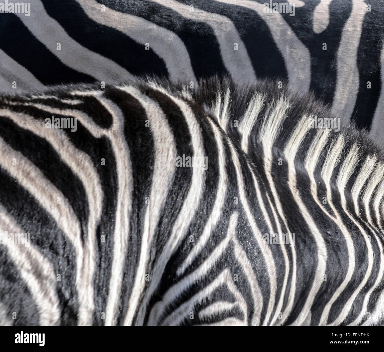 Zebra print seamless pattern hi-res stock photography and images - Alamy