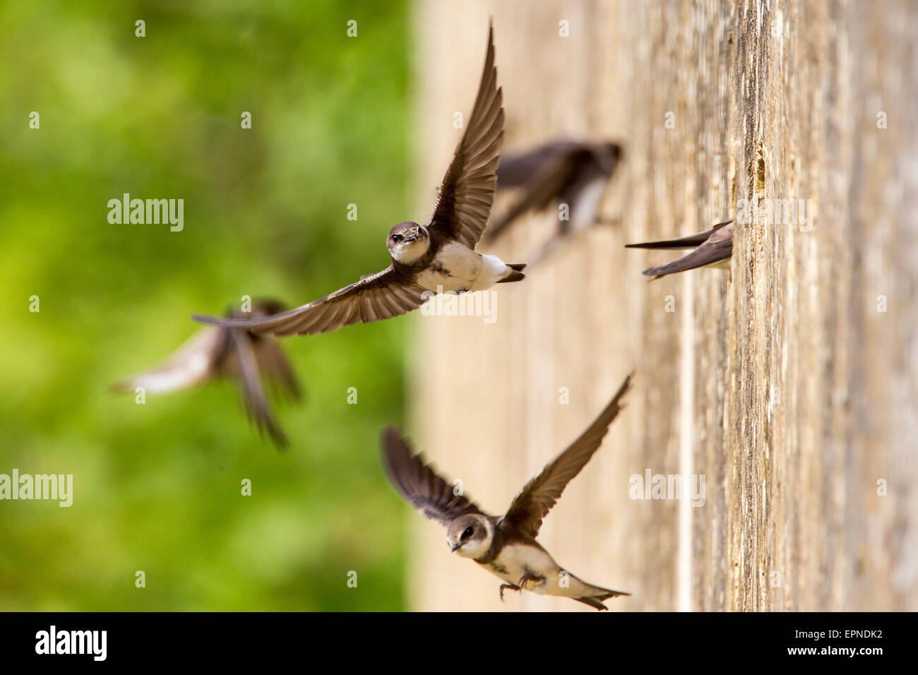 Plain martin hi-res stock photography and images - Alamy