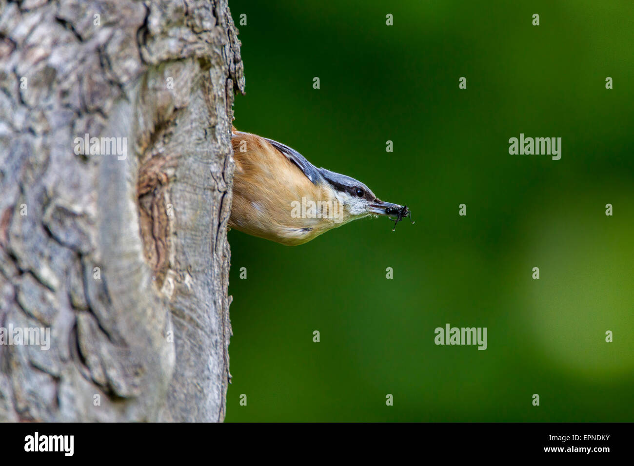 Breeding nuthatch hi-res stock photography and images - Alamy