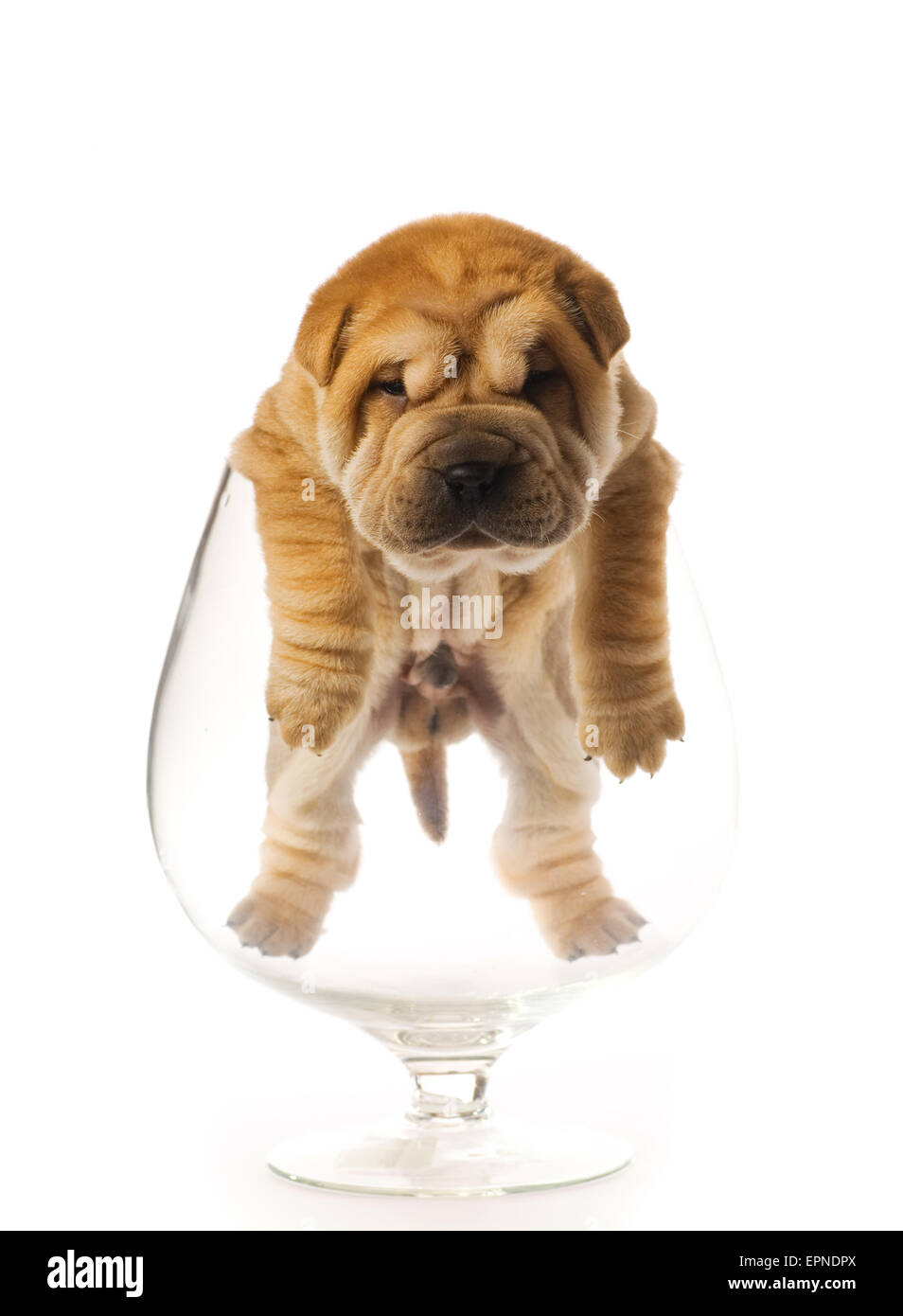 Sharpei puppy inside glass isolated on white background (studio shot ...