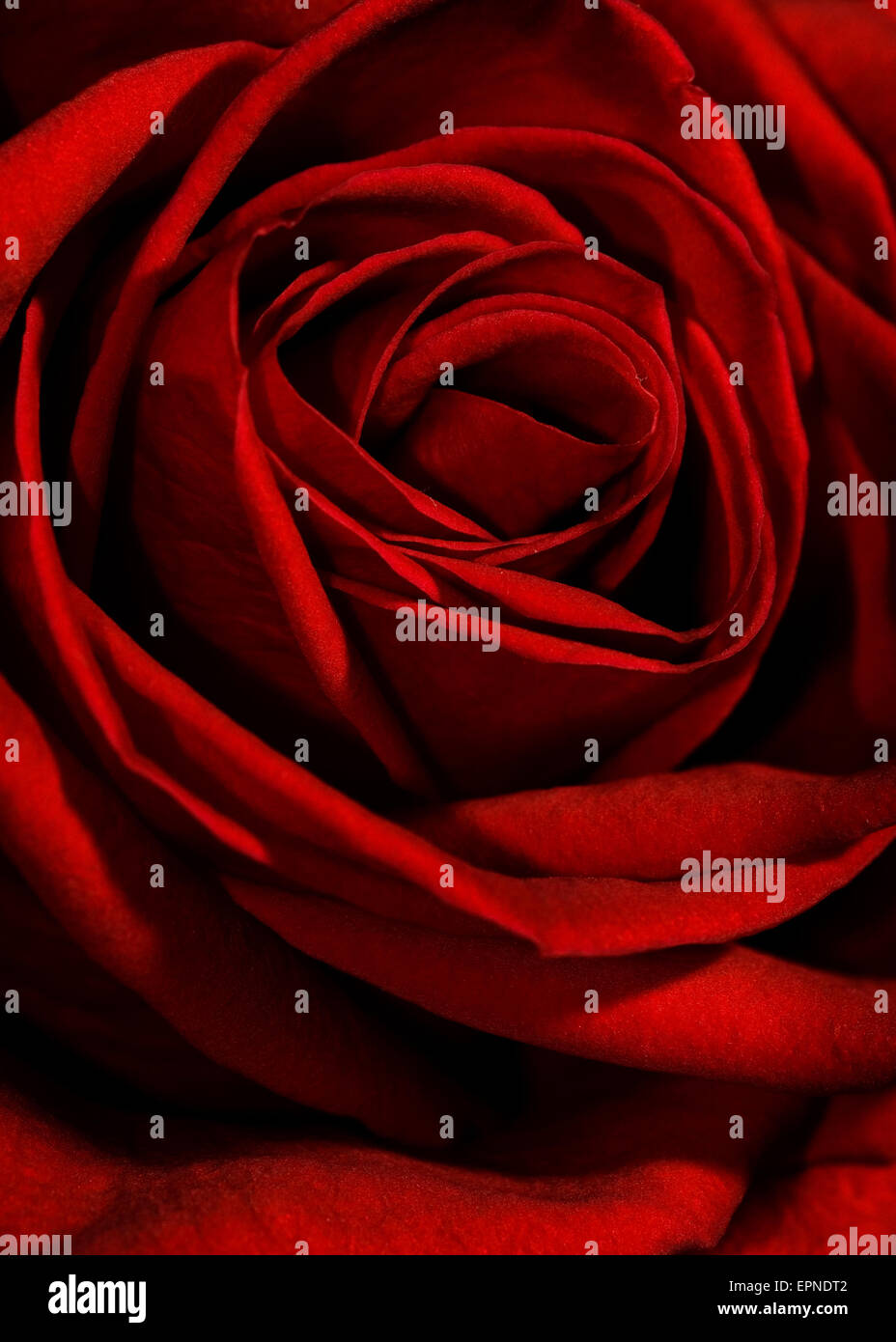 Red rose close-up shot Stock Photo - Alamy