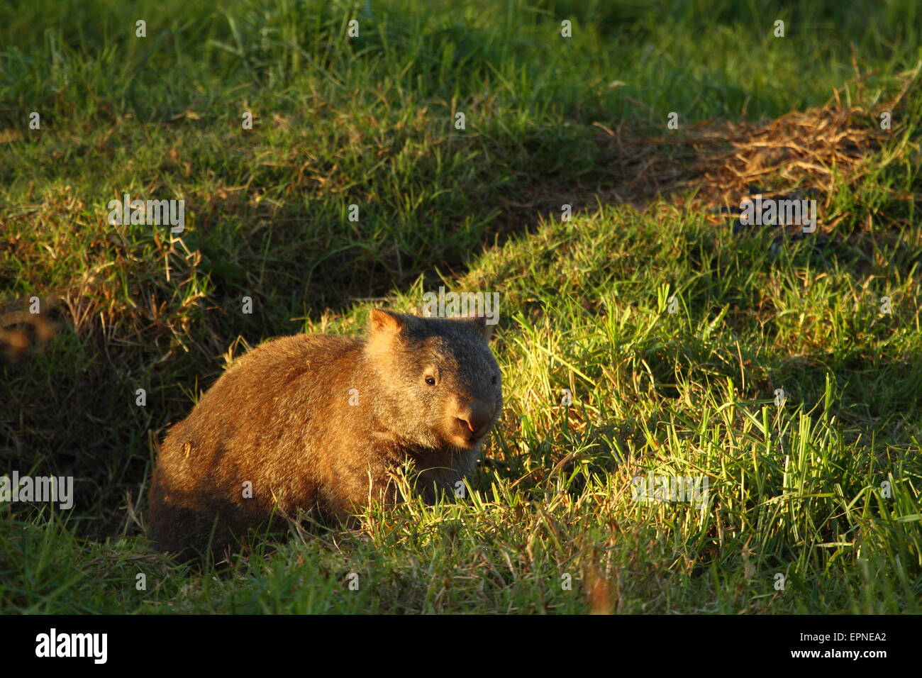 A Bare-nosed wombat , also known as the common wombat, emerges from its ...