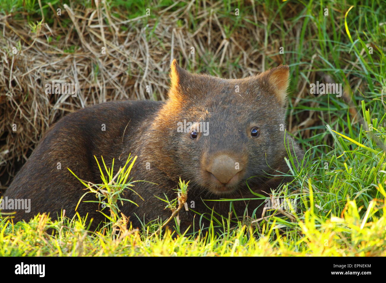 A Bare-nosed wombat , also known as the common wombat, emerges from its ...