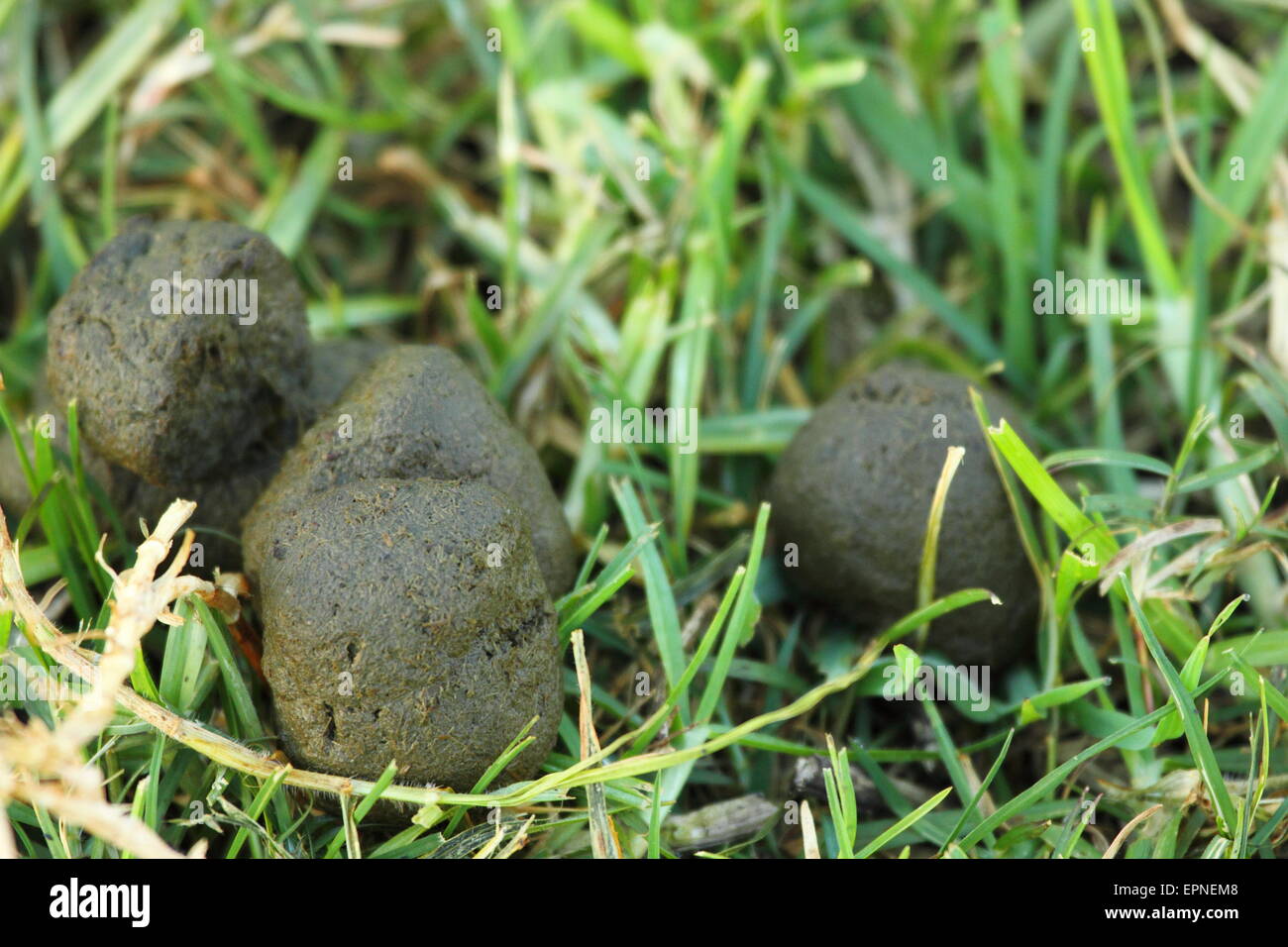The cube-shaped scat of a wombat, in this case the Bare-nose Wombat ...