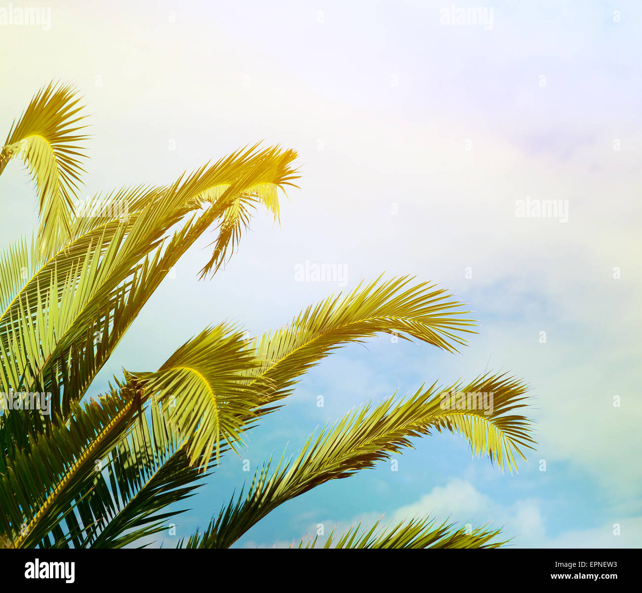 Palm branches hi-res stock photography and images - Alamy