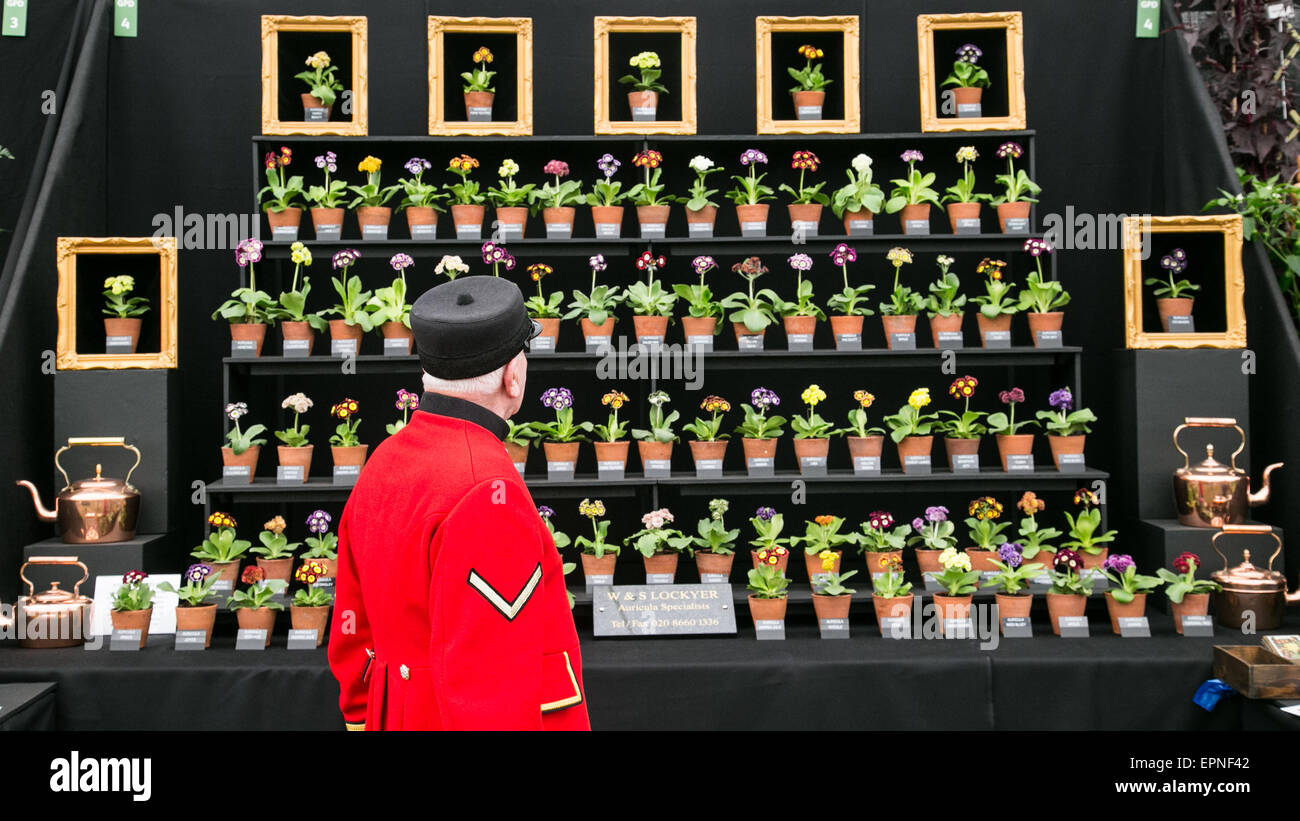 Flower auriculas hi-res stock photography and images - Alamy