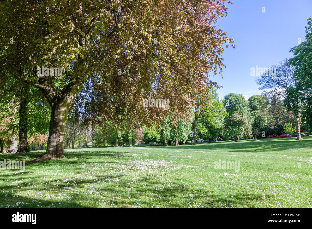 Abington Park in the spring, Northampton Stock Photo - Alamy