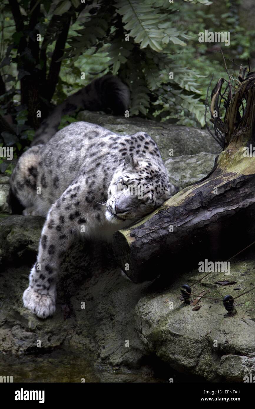 Leopard print wallpaper hi-res stock photography and images - Alamy