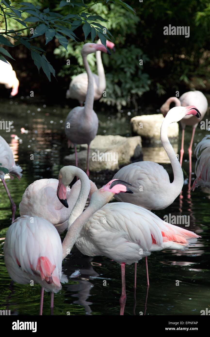 a view of a wild flamingo Stock Photo - Alamy