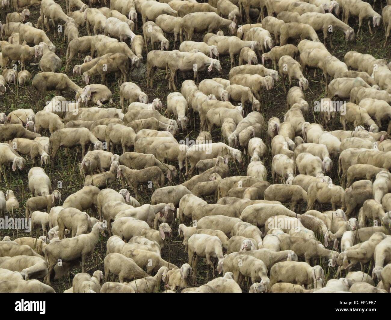 some sheep in a green grass Stock Photo - Alamy