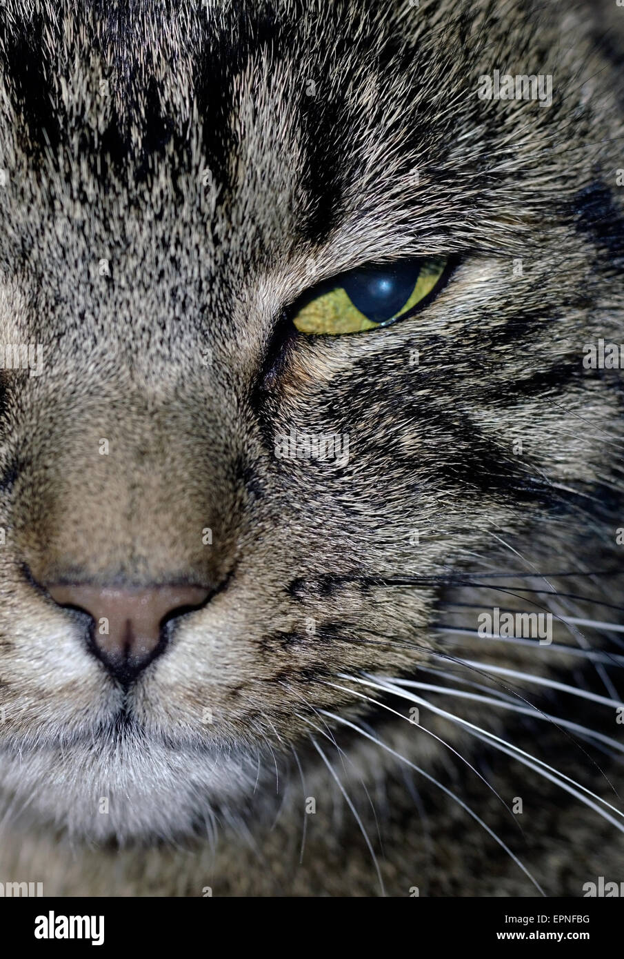Cat face hi-res stock photography and images - Alamy