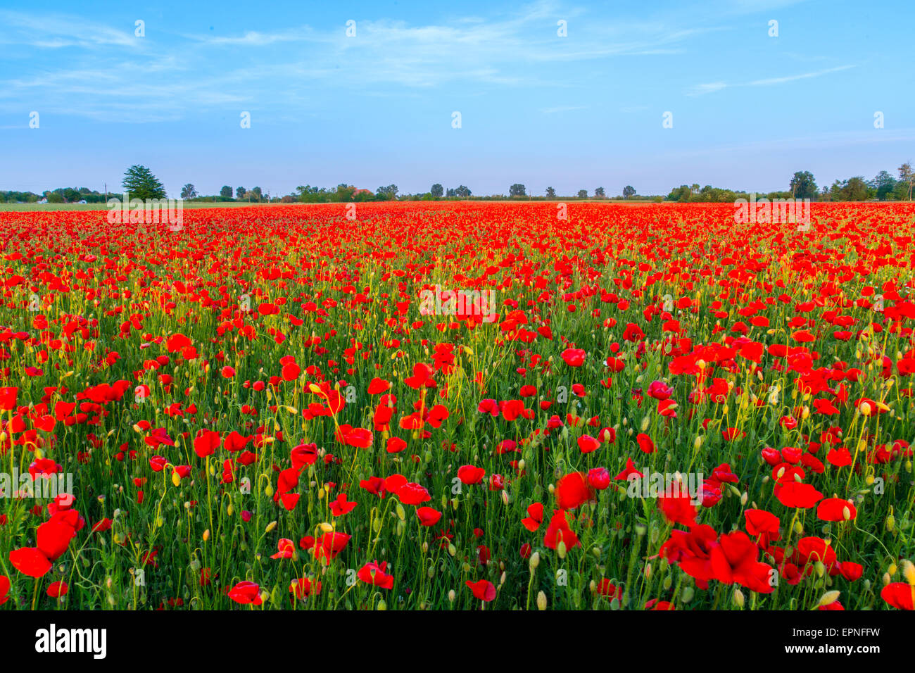 Poppies field meadow in summer in Hungary Stock Photo - Alamy