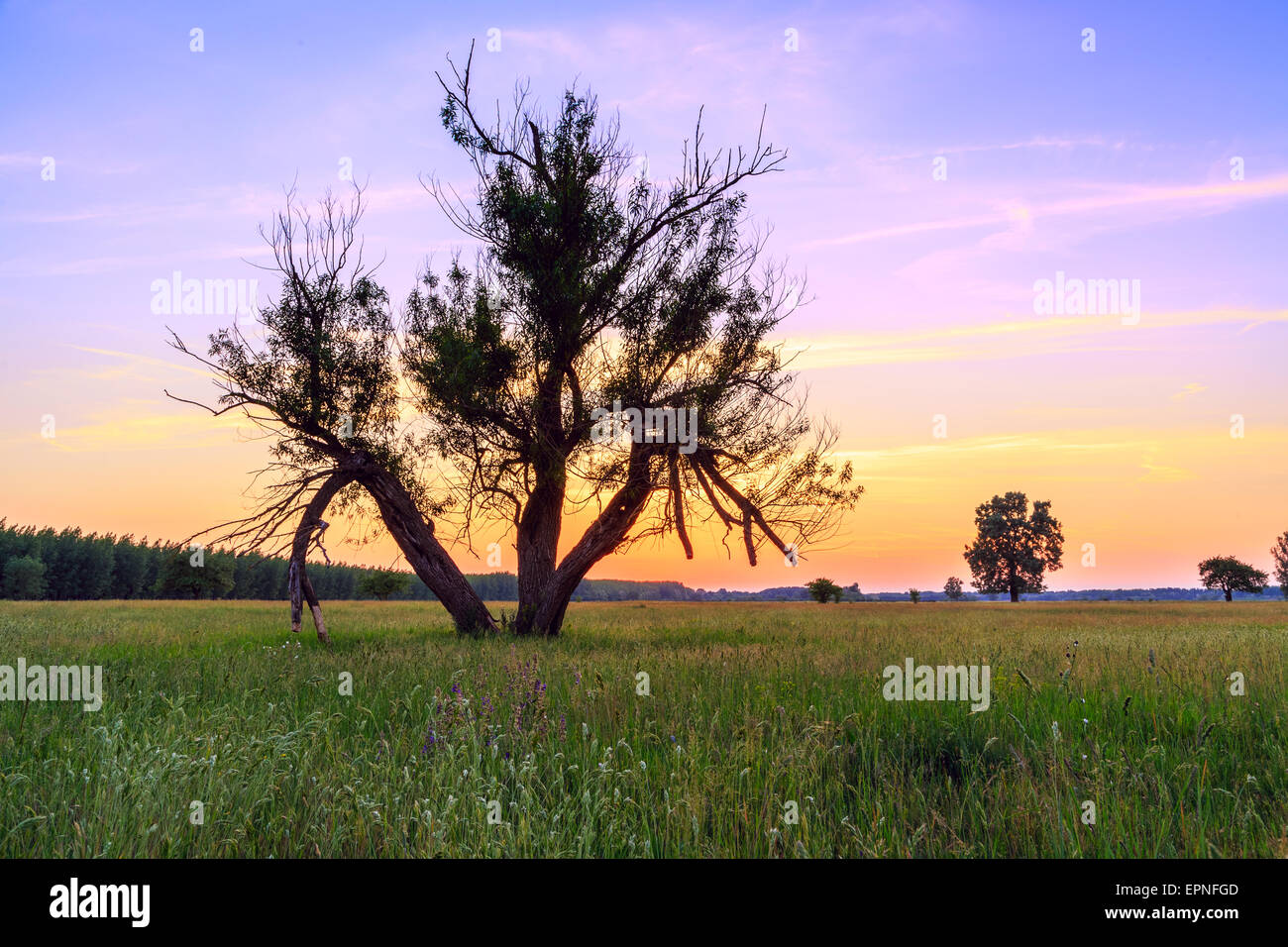 Meadow path in spring hi-res stock photography and images - Alamy
