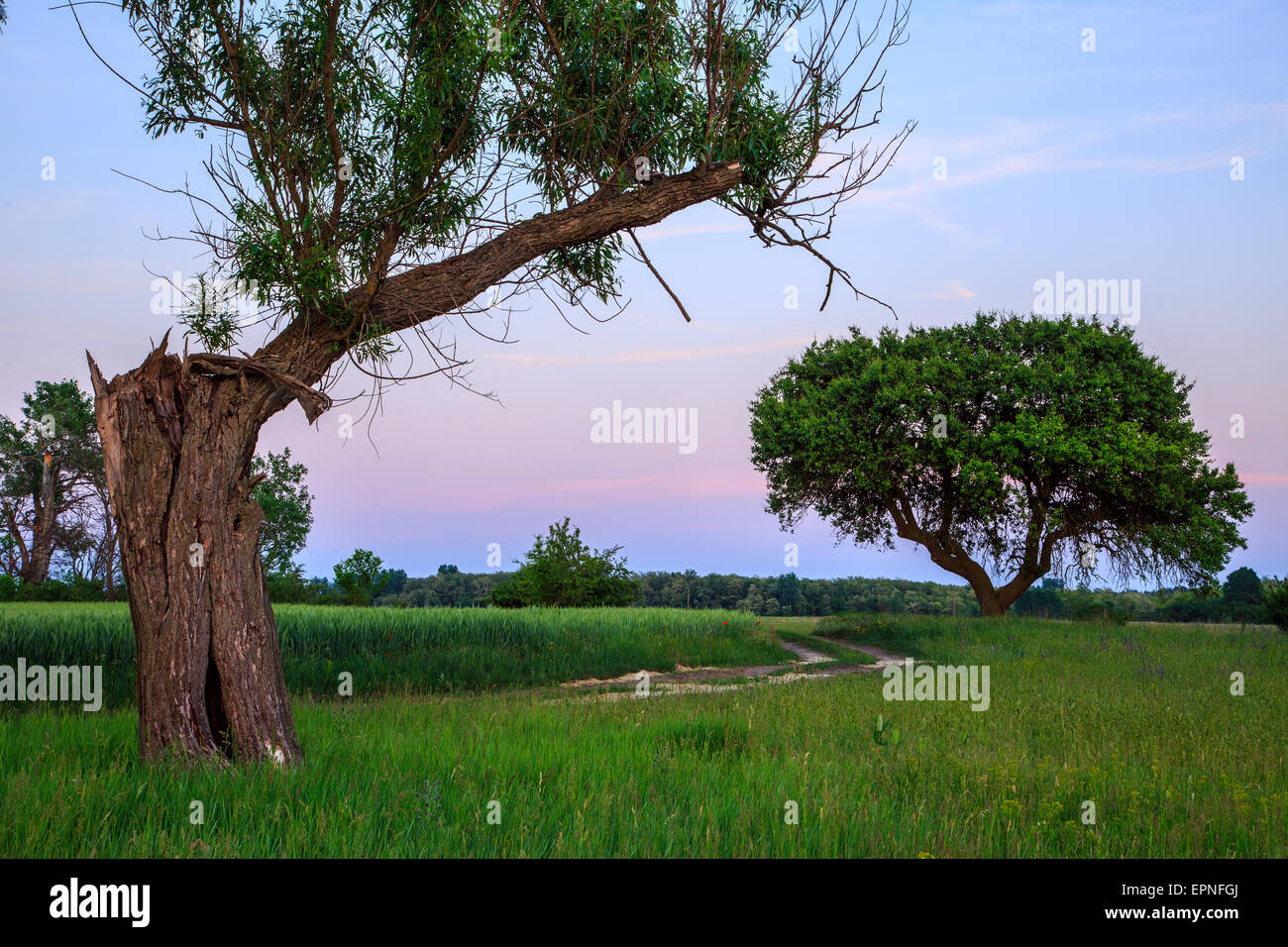 Meadow path in spring hi-res stock photography and images - Alamy