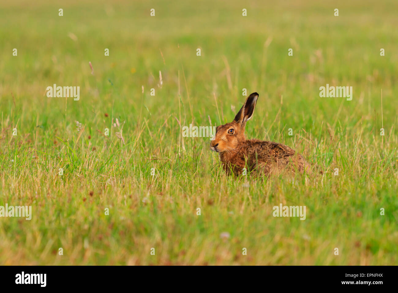 Hare profile hi-res stock photography and images - Alamy