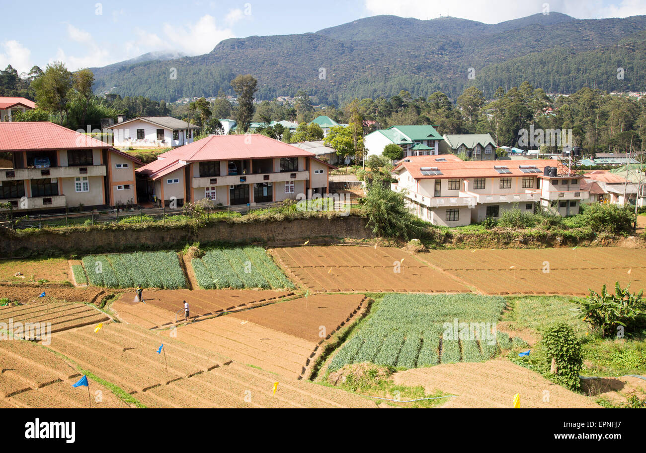 Vegetable farming nuwara eliya central hi-res stock photography and ...