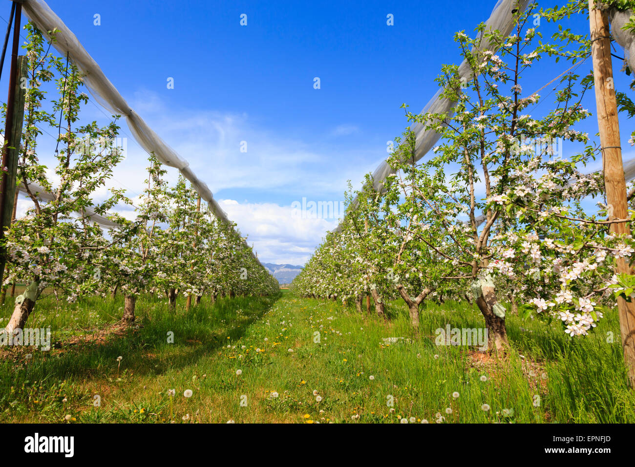 Commercial apple orchard, Sisteron, France Stock Photo - Alamy