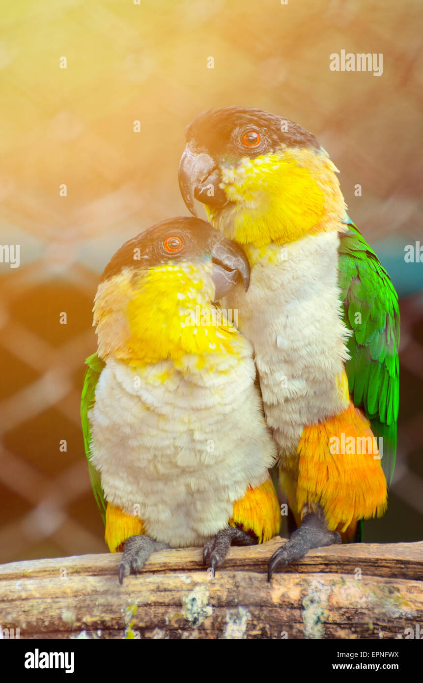 Couple of parrots on a branch in love Stock Photo - Alamy