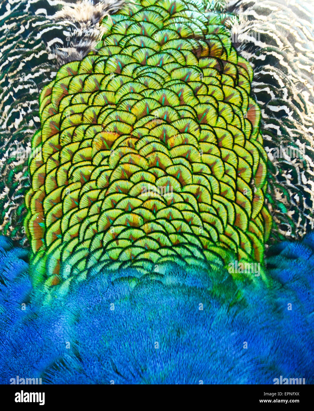 Peacock feathers texture Stock Photo - Alamy Peacock feathers texture Stock Photo - Alamy