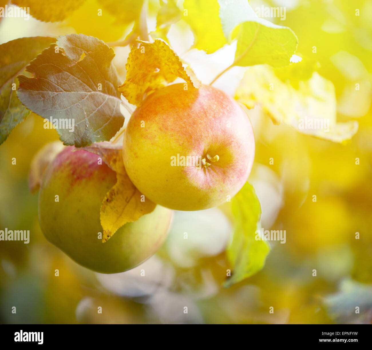 Apples hanging on tree Stock Photo - Alamy