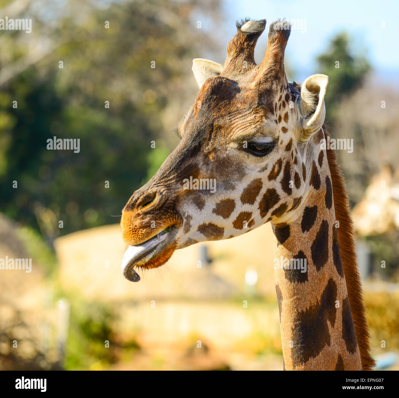 Funny giraffe portrait outdoors Stock Photo - Alamy