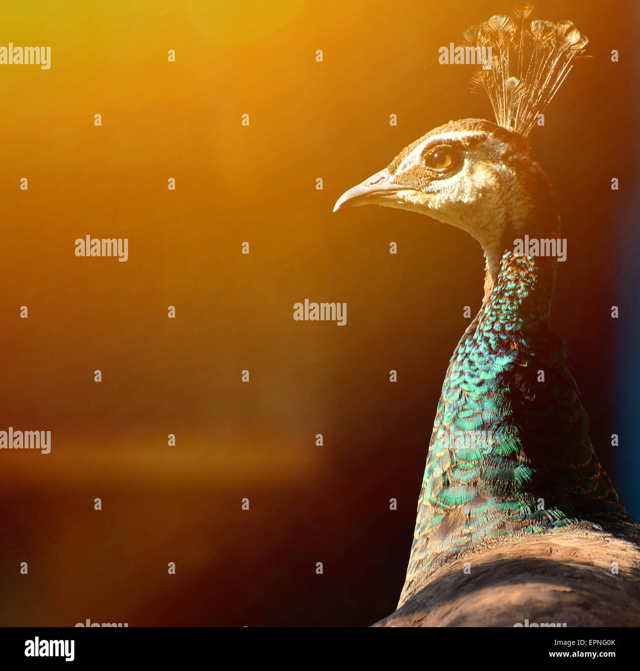 Lovely peacock hi-res stock photography and images - Alamy