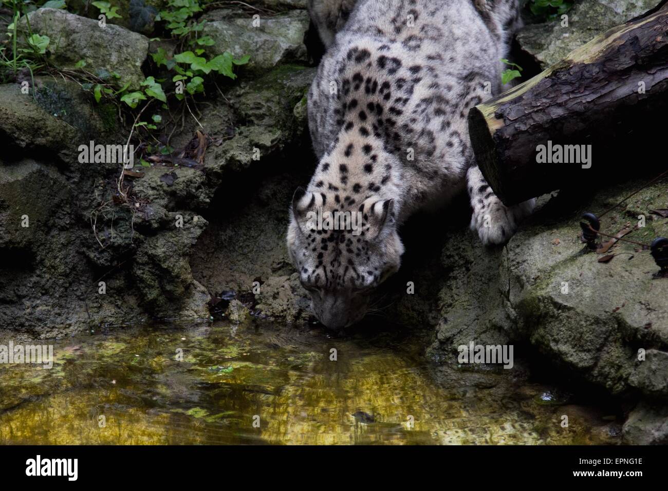 White leopard hi-res stock photography and images - Alamy