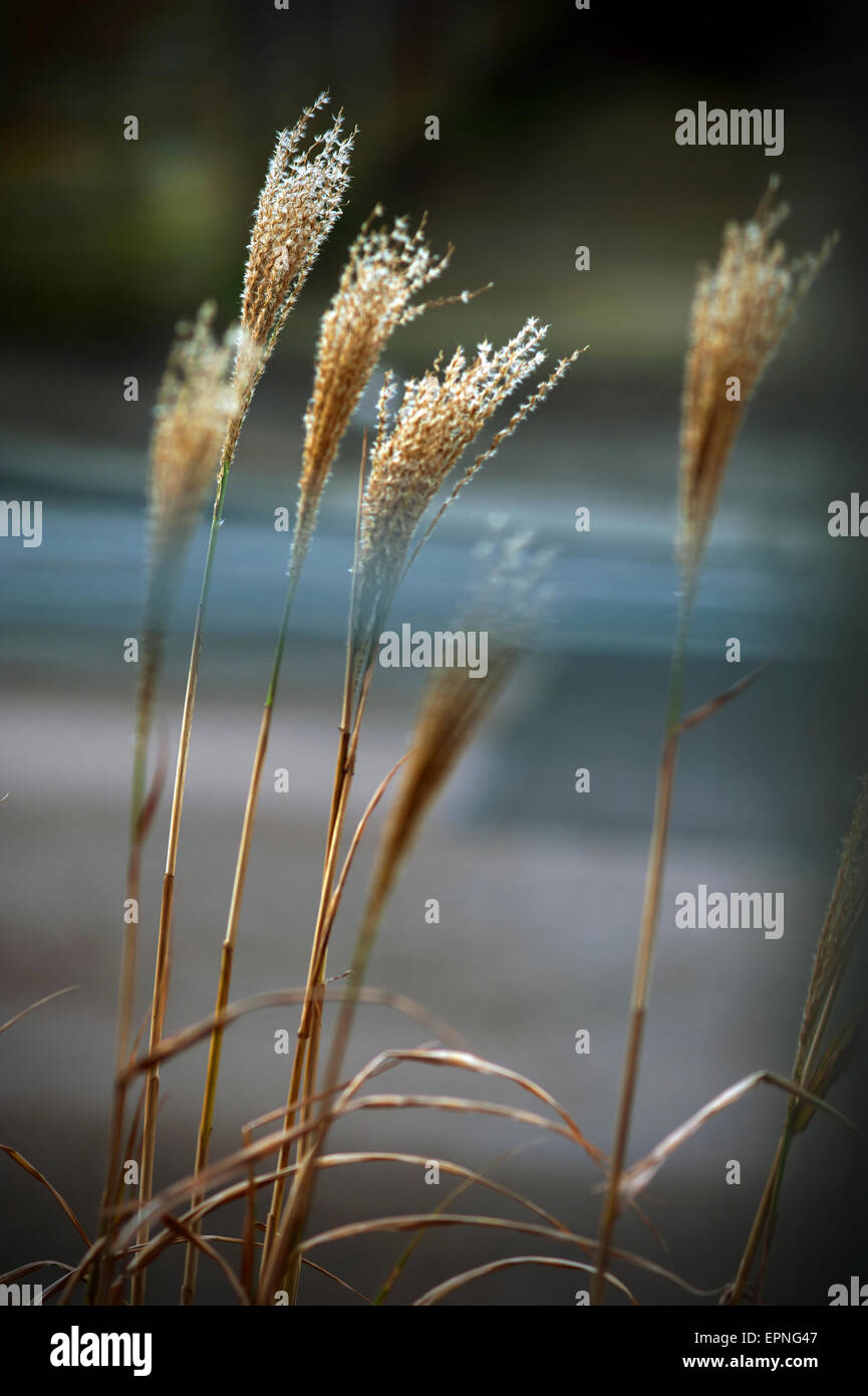Riverside Reeds High Resolution Stock Photography and Images - Alamy
