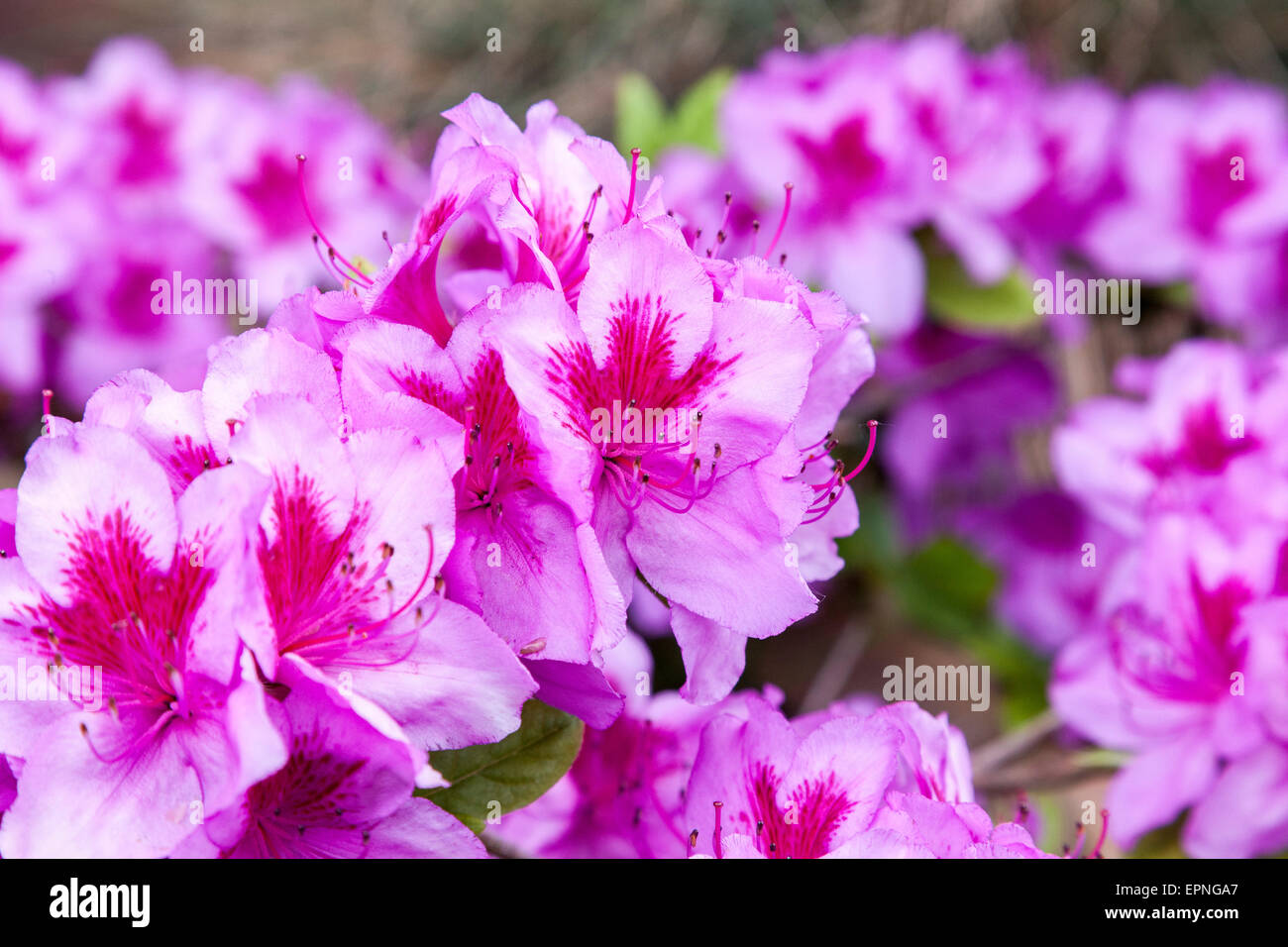 Azalea Blue Danube in full colour Stock Photo - Alamy