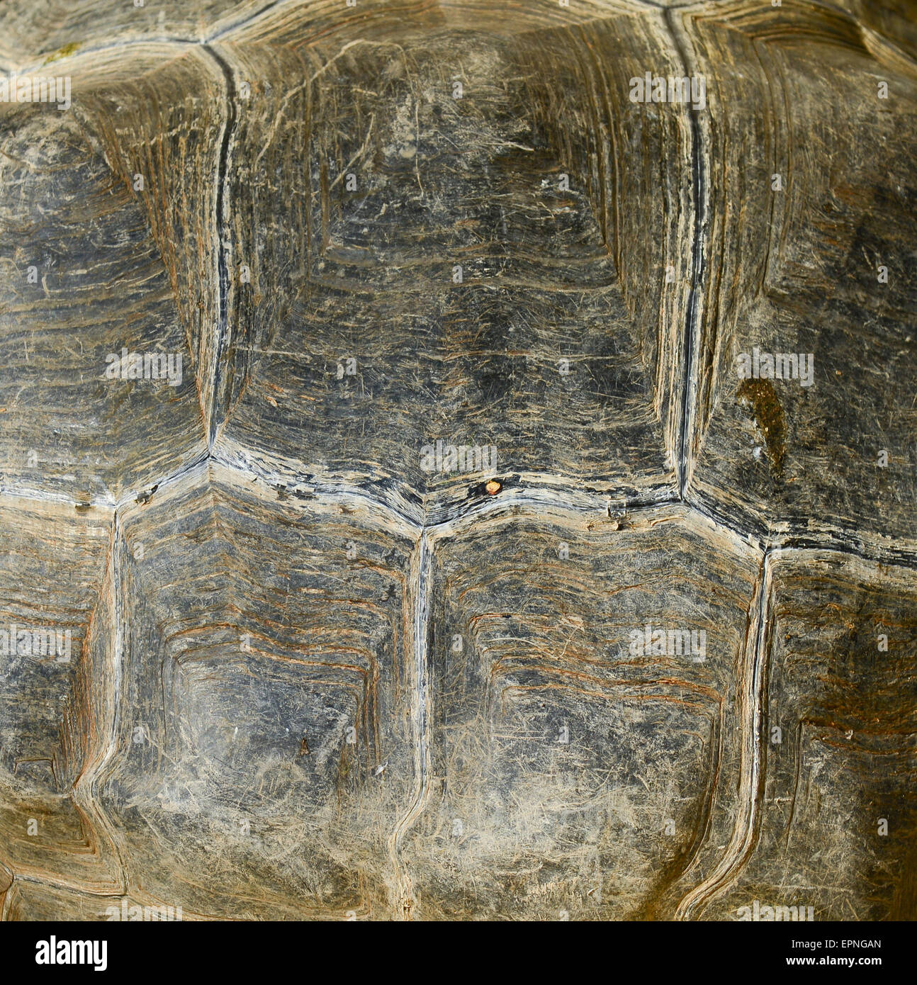 Galapagos turtle shell Stock Photo - Alamy