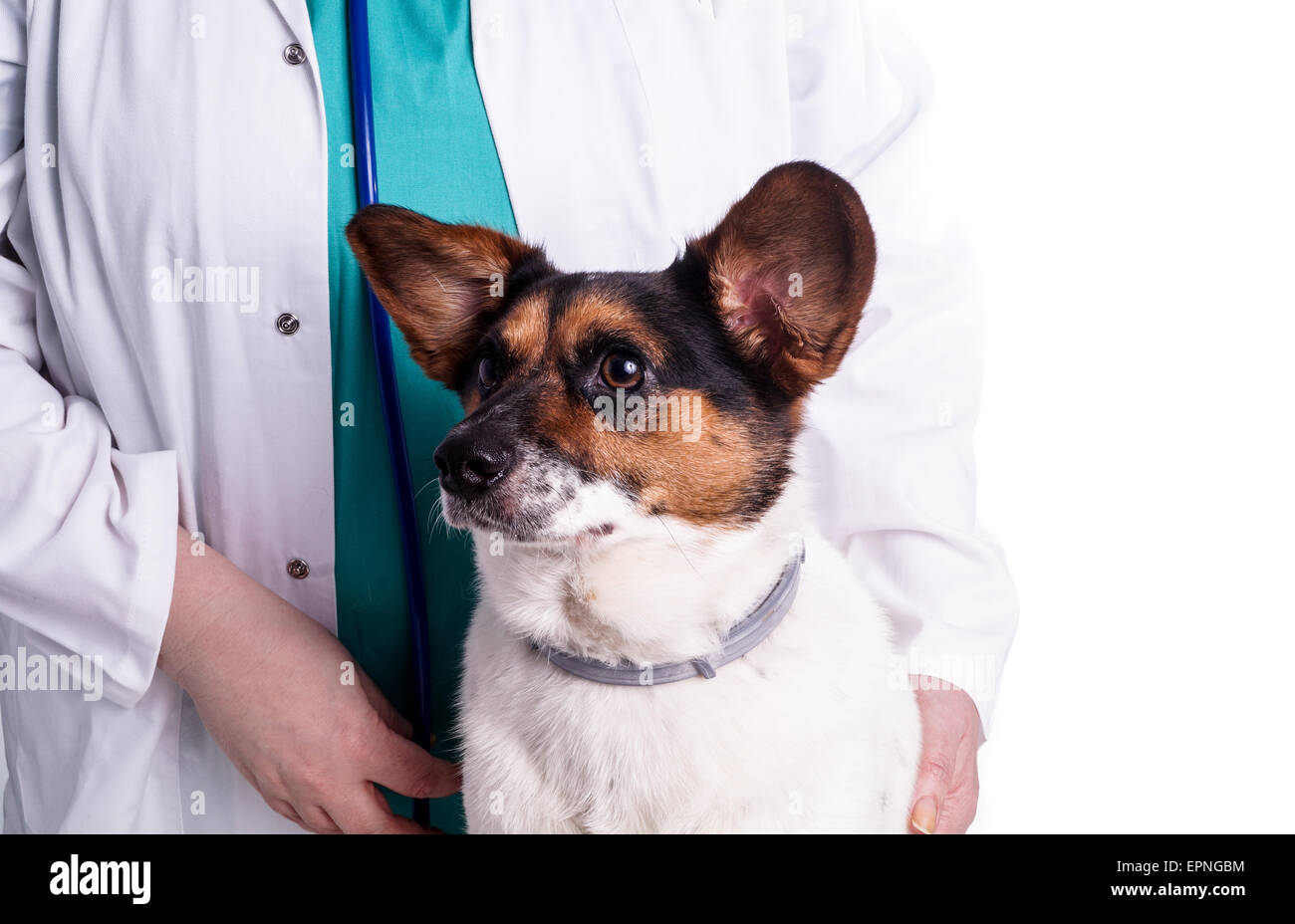 How Much Is A Vet Visit For A Sick Dog