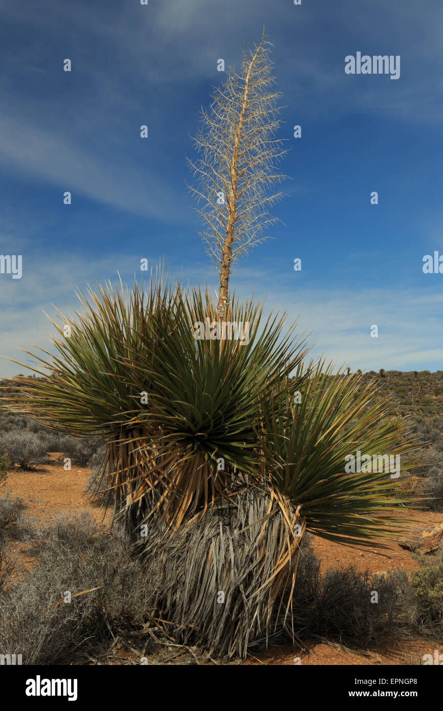 A photograph of a Giant Nolina (Nolina parryi) in Joshua Tree National ...