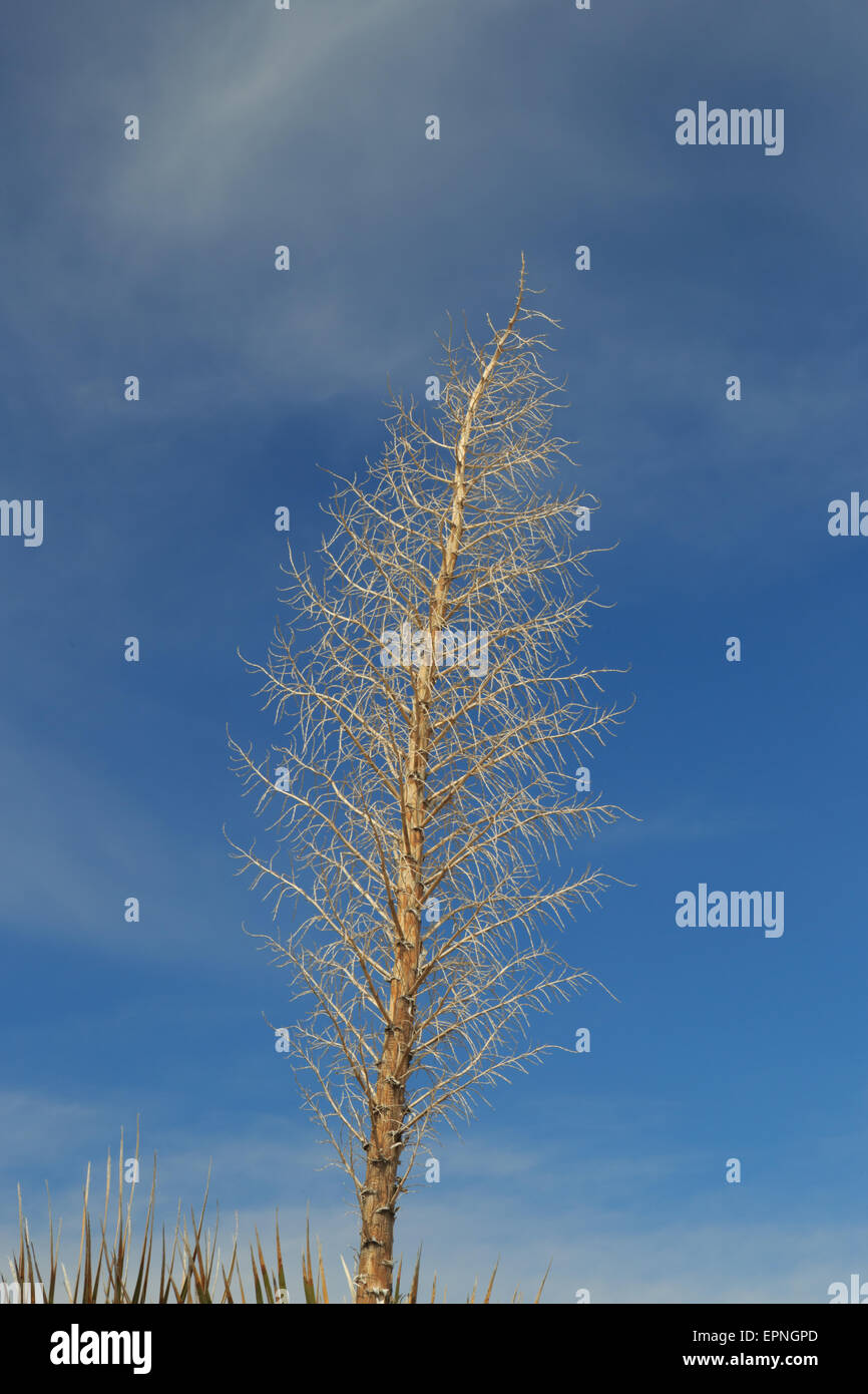 A photograph of a Giant Nolina (Nolina parryi) in Joshua Tree National ...