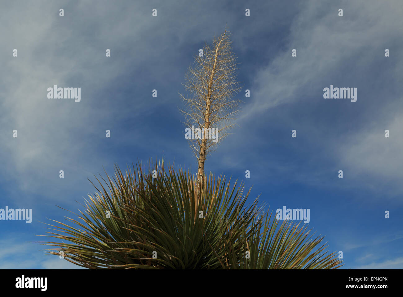 A photograph of a Giant Nolina (Nolina parryi) in Joshua Tree National ...