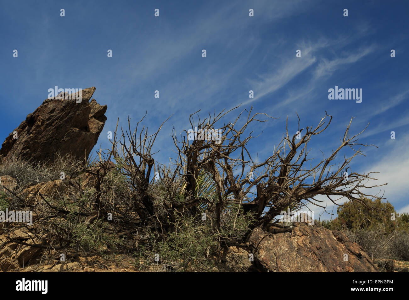 A photograph of a dead tree against a blue sky background in Joshua ...